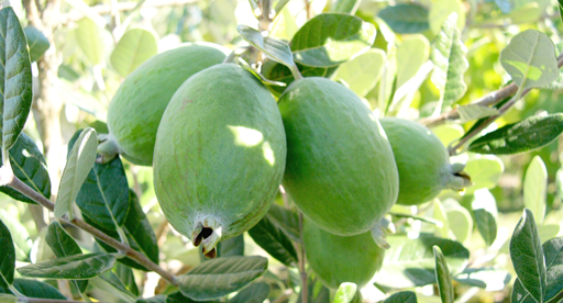 Feijoa Growing Guide | Tui | Planting, feeding and caring
