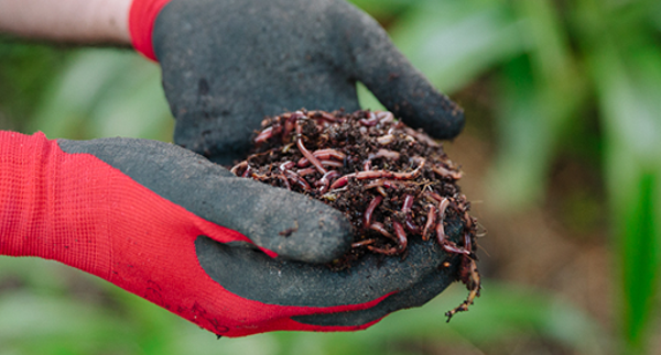 A Beginner's Guide to Worm Farming